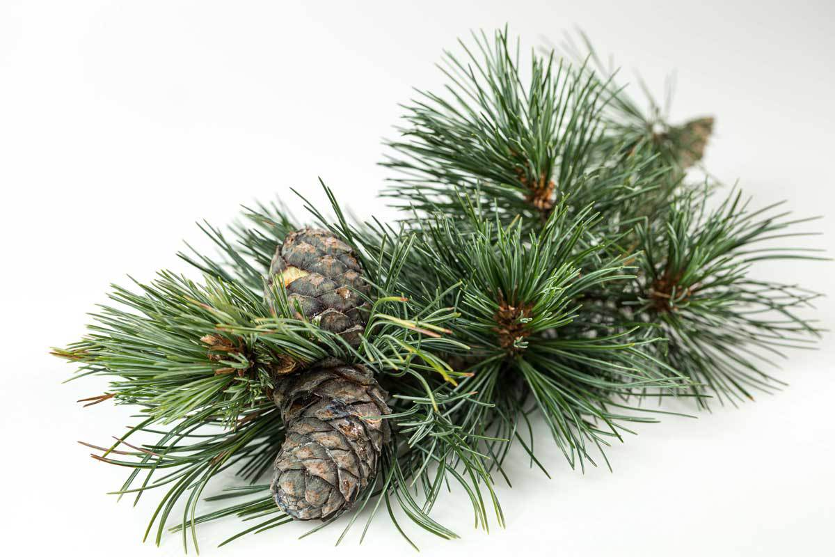 ZirbenWürfel mit Bio-Öl